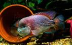 Cichlasoma.lt