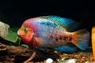 Cichlasoma.lt